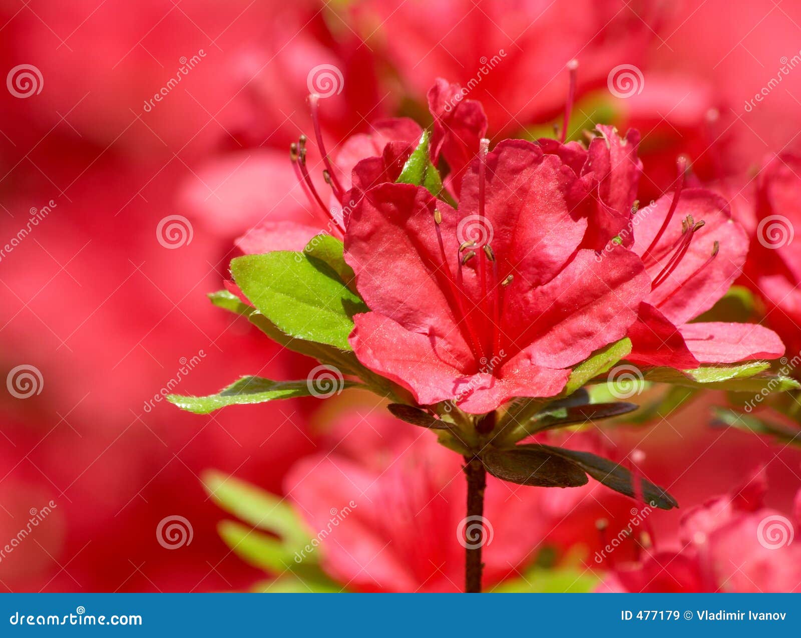 Red azalea stock image. Image of spring, azalea, nature - 477179