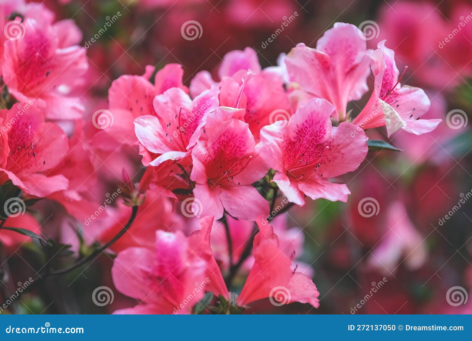 An Red Azalea, Azalea Blooming on Tree Stock Photo - Image of nature ...