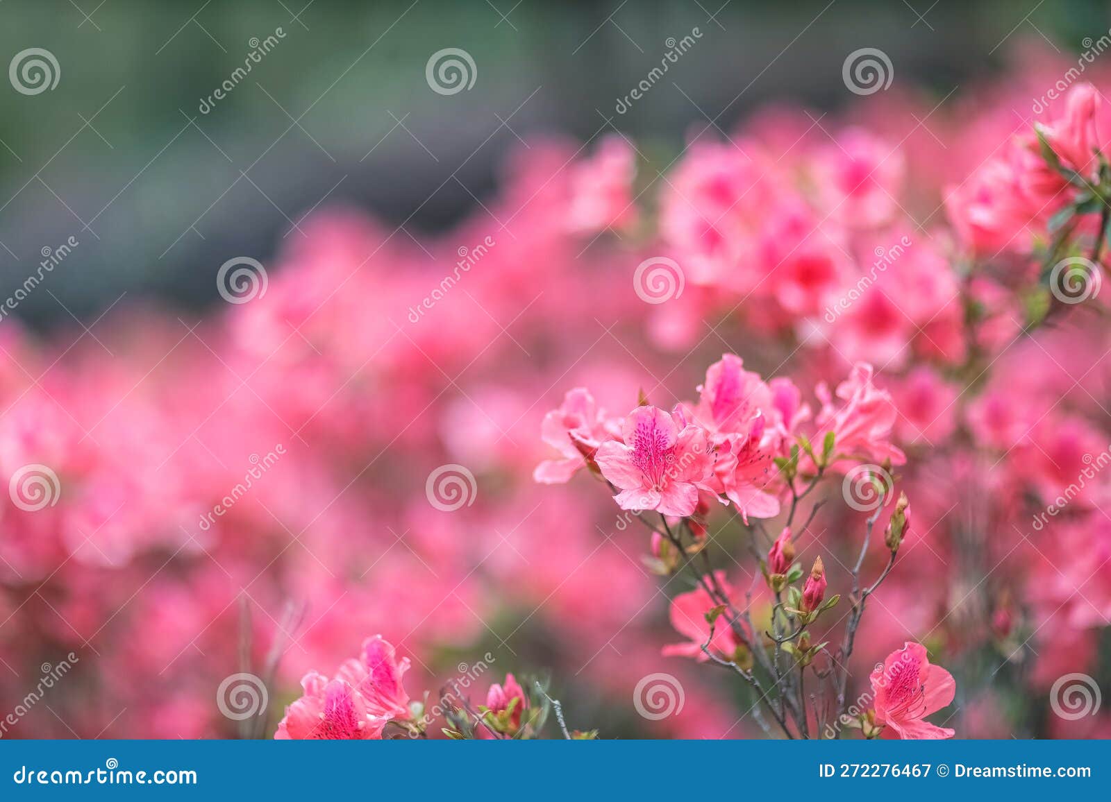 An Red Azalea, Azalea Blooming on Tree Stock Image - Image of ...