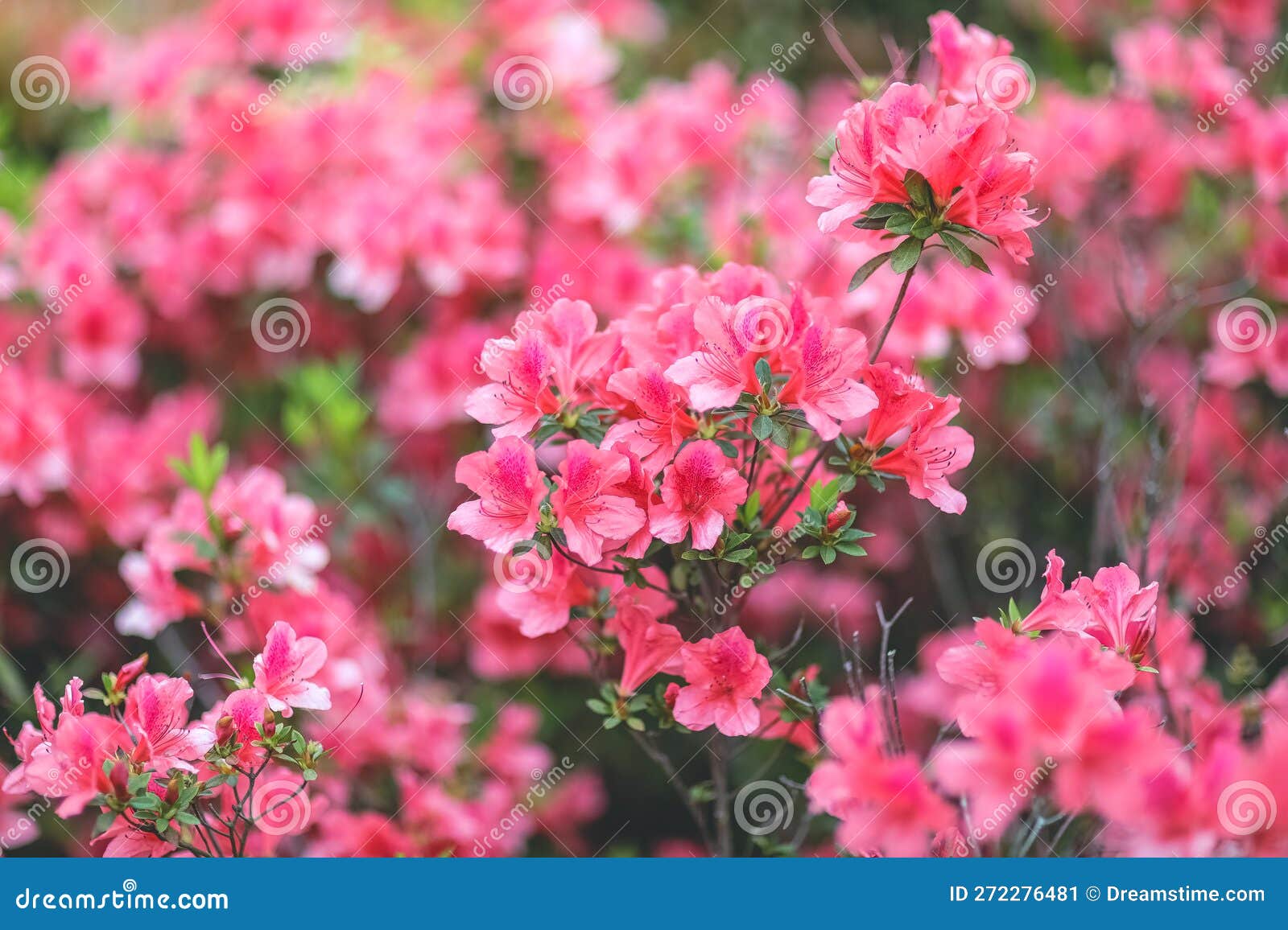 An Red Azalea, Azalea Blooming on Tree Stock Image - Image of landscape ...