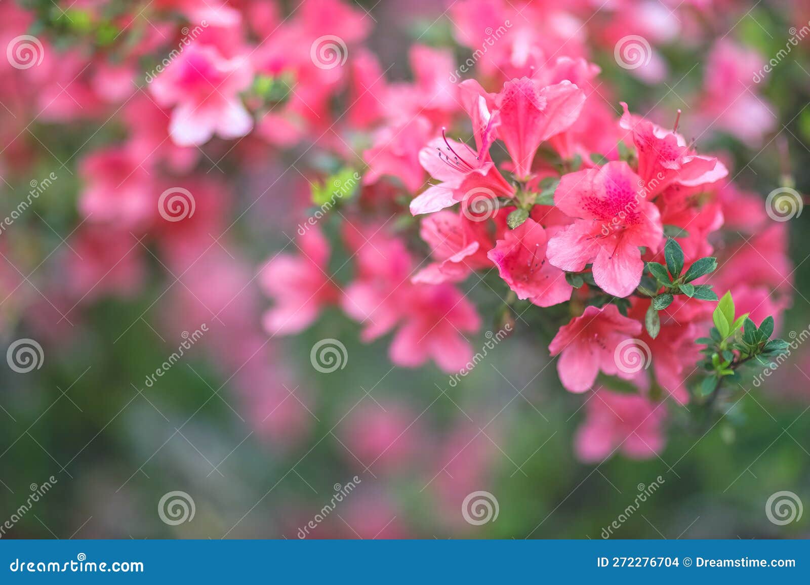 An Red Azalea, Azalea Blooming on Tree Stock Photo - Image of landscape ...