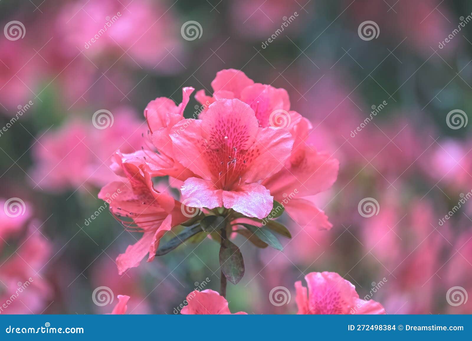 An Red Azalea, Azalea Blooming on Tree Stock Photo - Image of nature ...