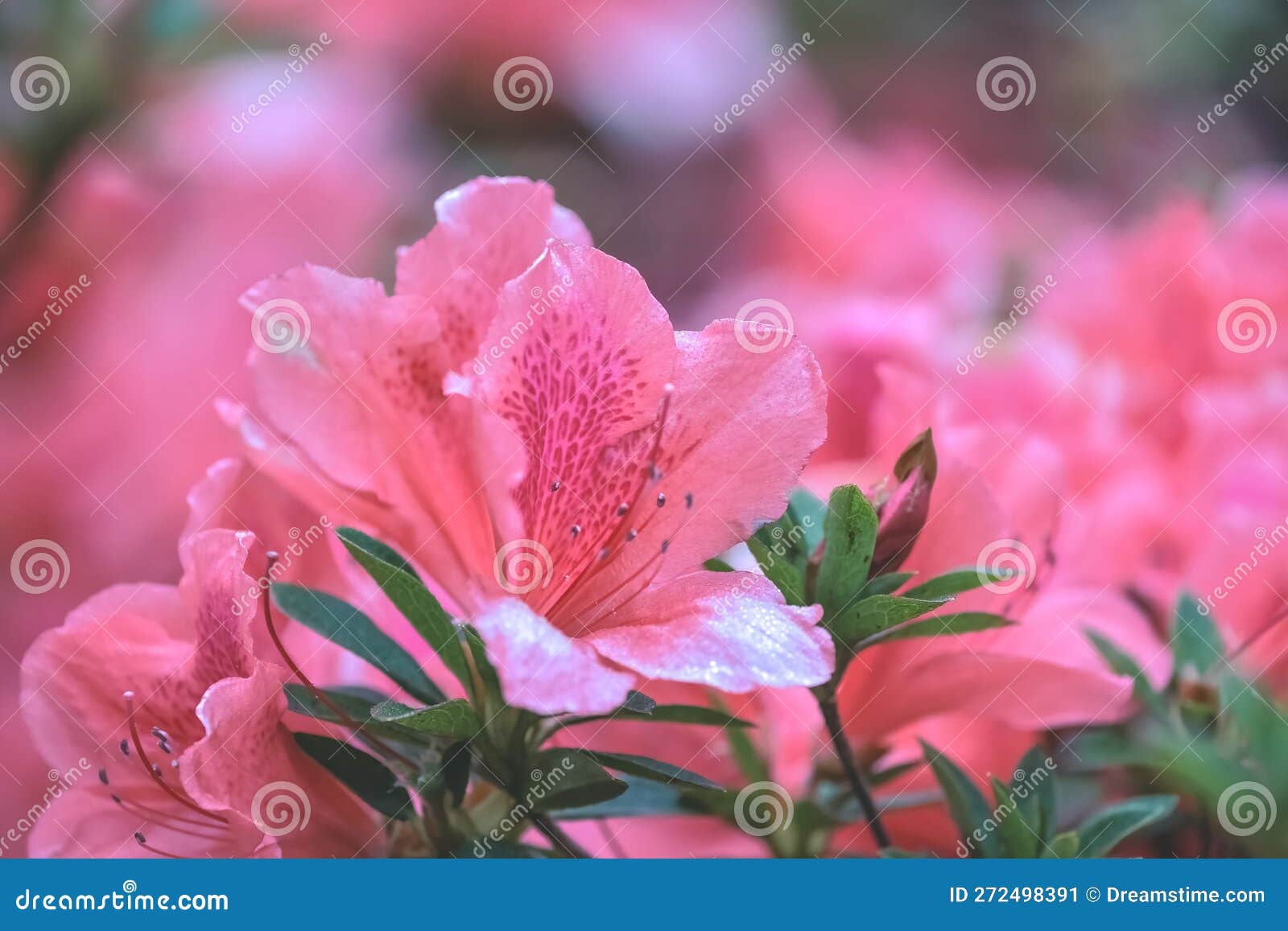 An Red Azalea, Azalea Blooming on Tree Stock Image - Image of green ...