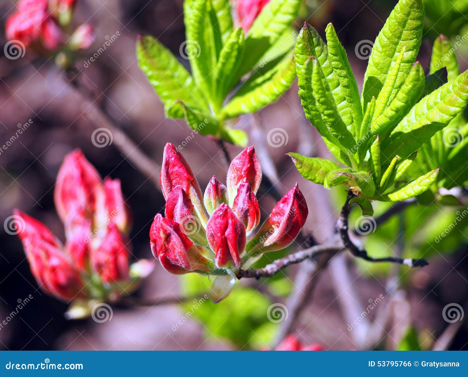 Red Azalea buds stock photo. Image of botany, detailed - 53795766