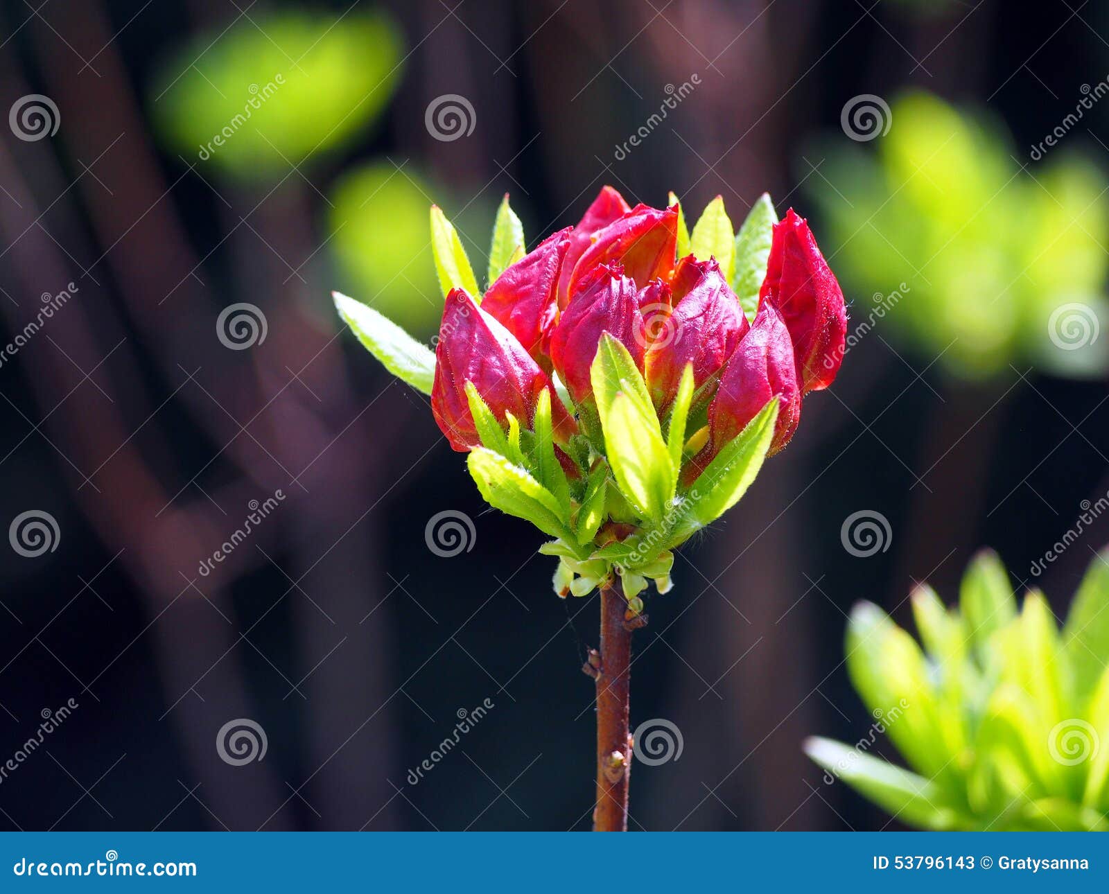 Red Azalea buds stock image. Image of deciduous, azalea - 53796143