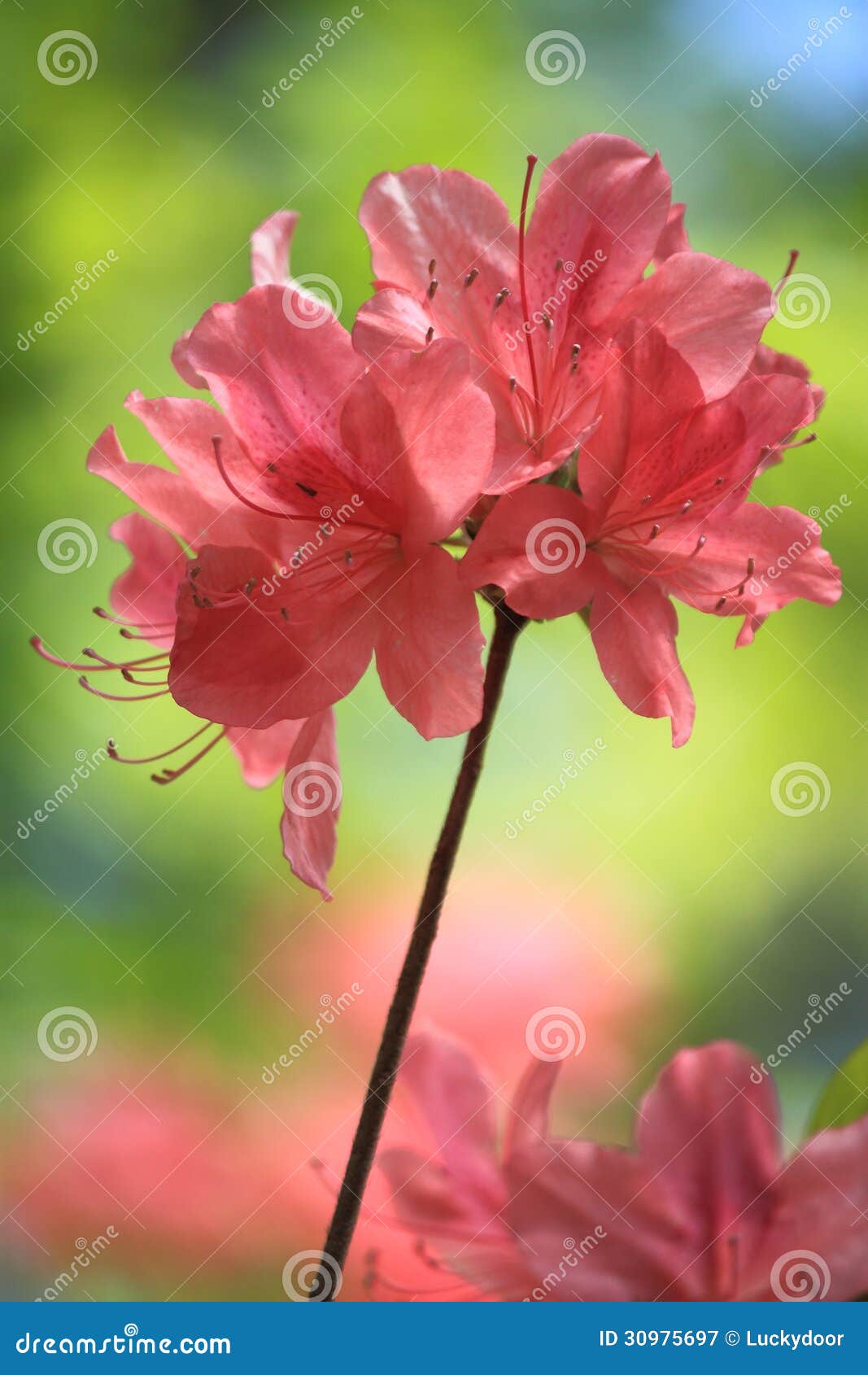 Red Azalea Flower stock image. Image of garden, beauty - 30975697