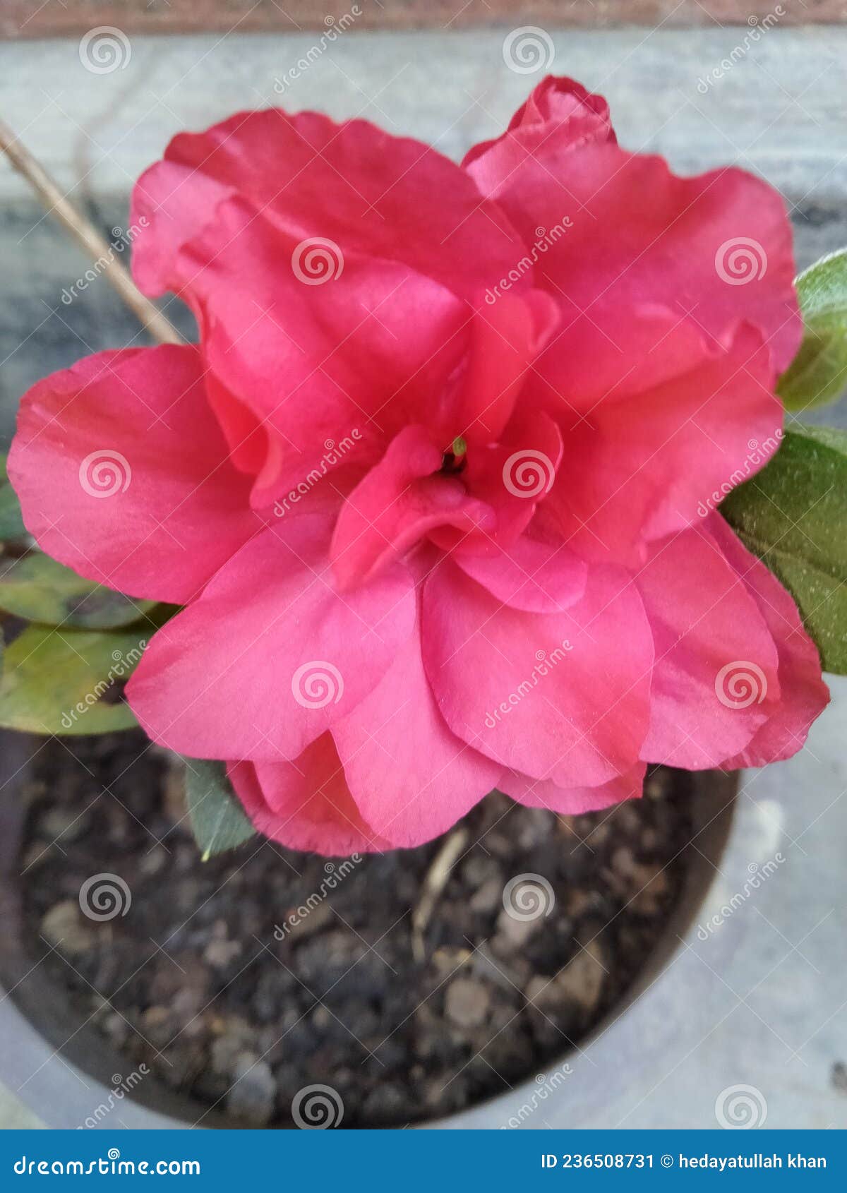 Red Azalea flower plant stock image. Image of azalea - 236508731