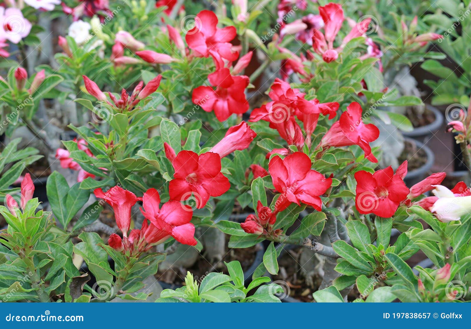 Red Azalea flowers stock image. Image of adorn, bush - 197838657