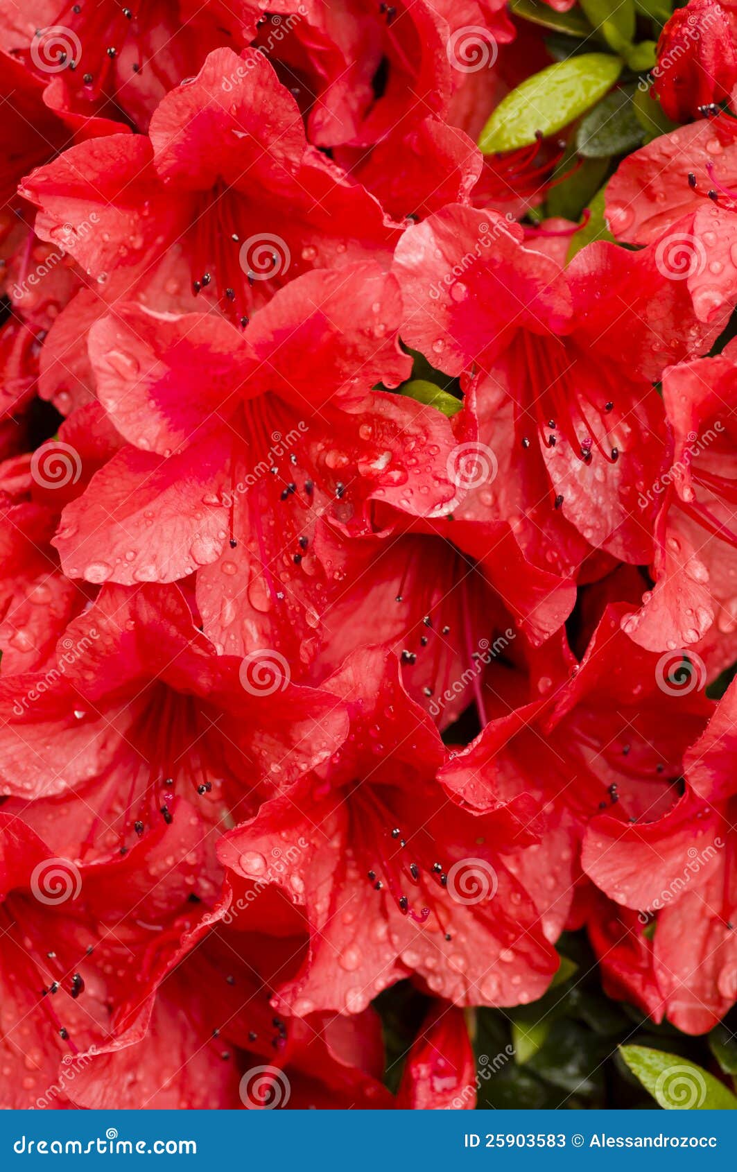 Red azalea flowers stock image. Image of azalea, fresh - 25903583