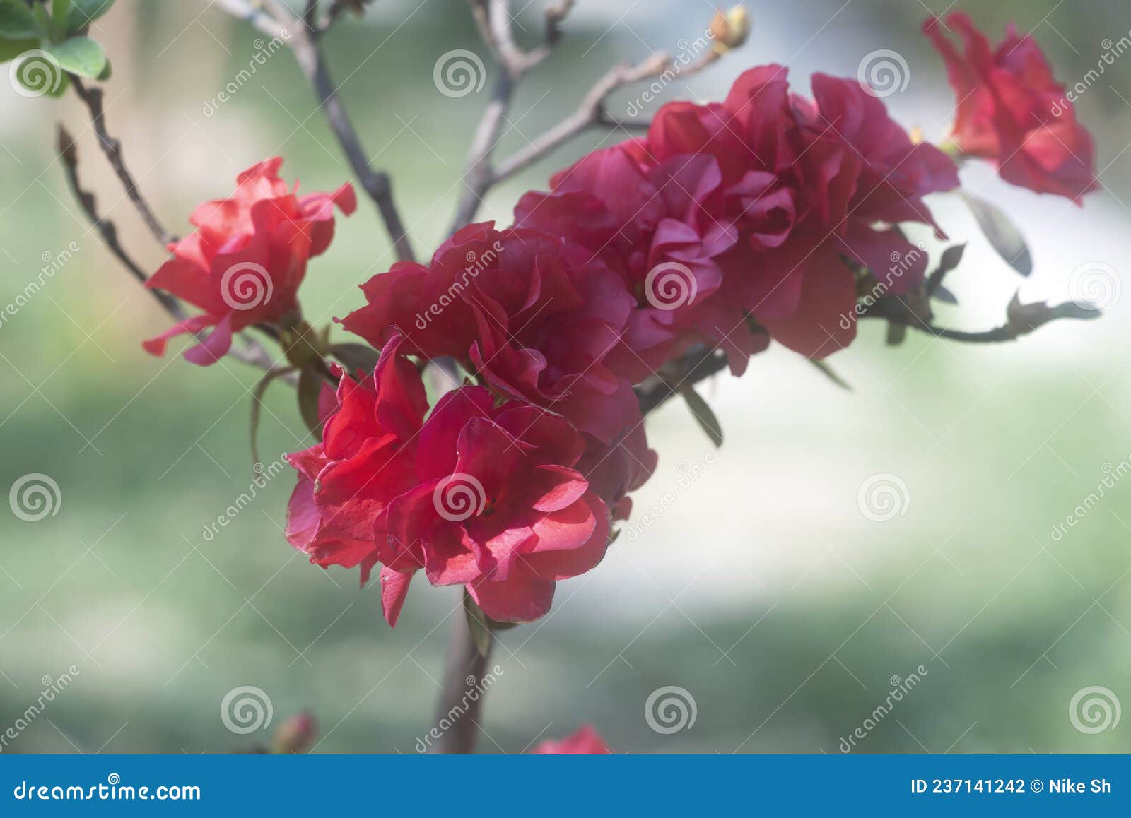 Red Azalea flowers stock photo. Image of natural, green - 237141242