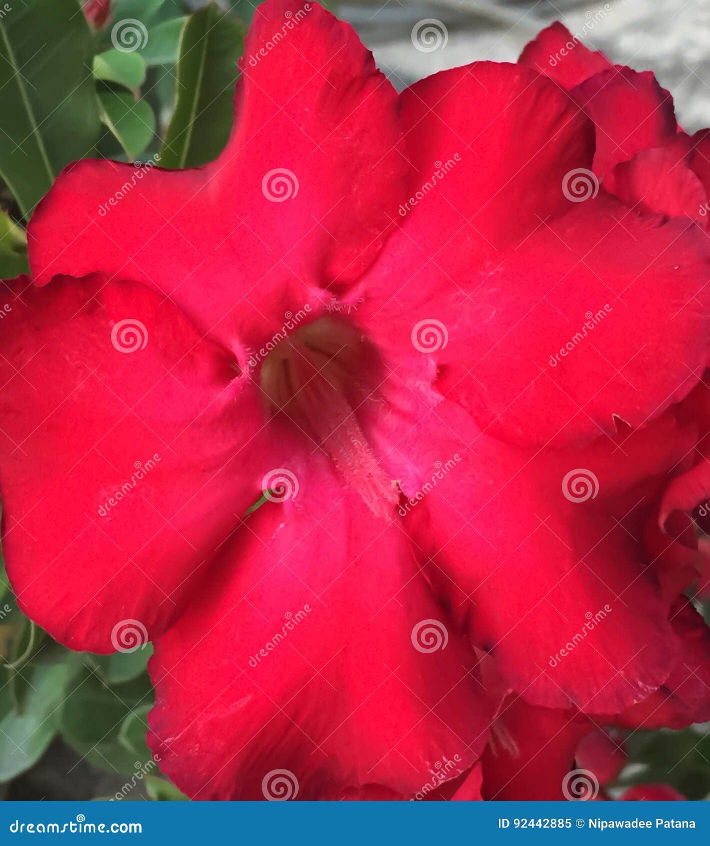 Red Azalea flowers stock image. Image of multicolored - 92442885