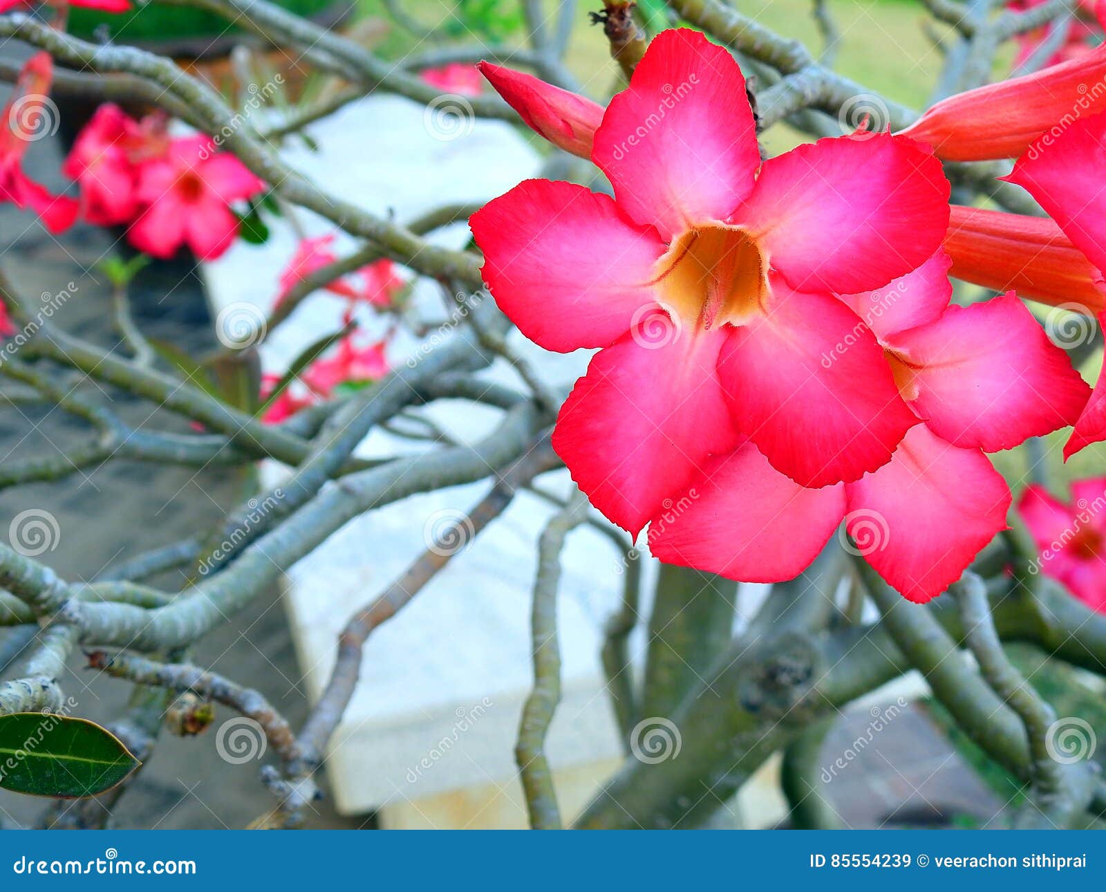 Red azalea flowers. stock image. Image of bouquet, bloom - 85554239