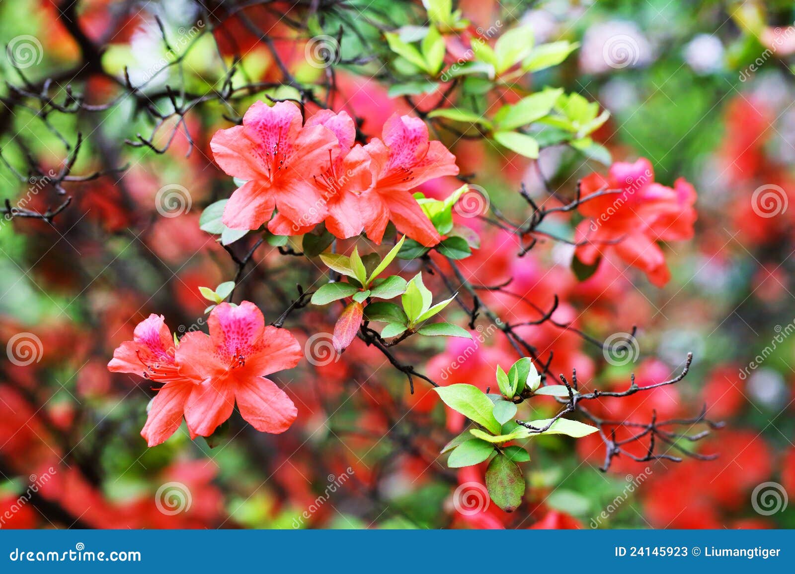 The Blooming Red Azalea Rhododendron in Spring Stock Image - Image of ...