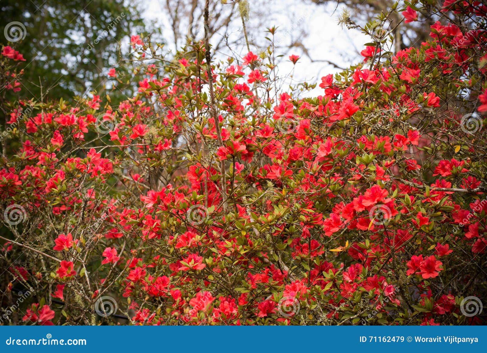 Red Azalea stock image. Image of spring, season, outdoor - 71162479
