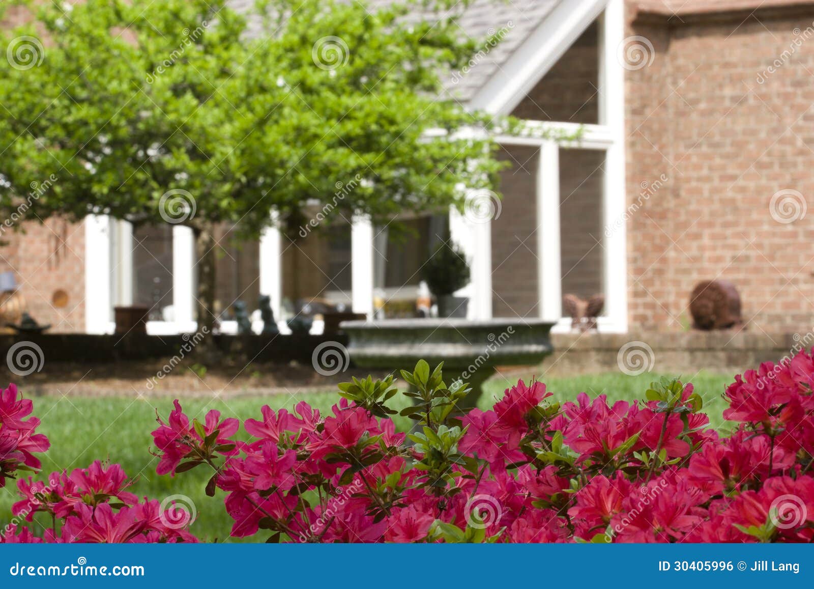 Red Azaleas in the Back Yard Stock Photo - Image of shrub, azalea: 30405996
