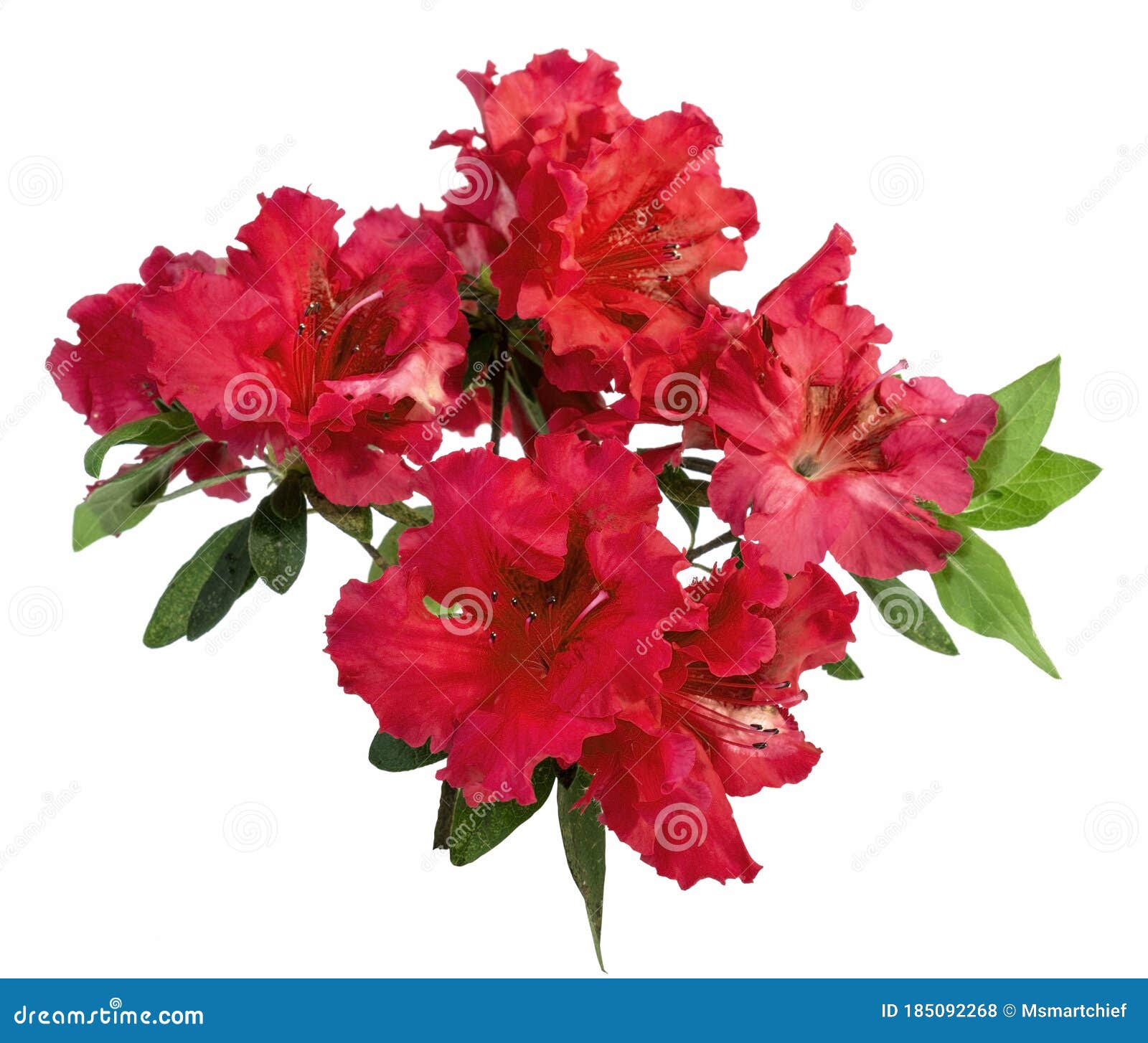 Red azaleas stock photo. Image of flower, flora, blooming - 185092268