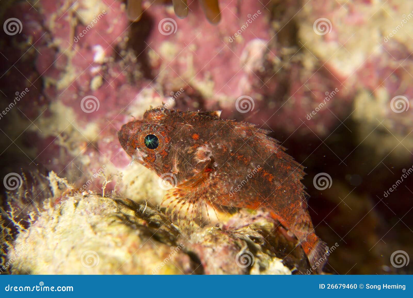 Red Baby Fish Green Eye Shine Stock Photo - Image of diving, close ...