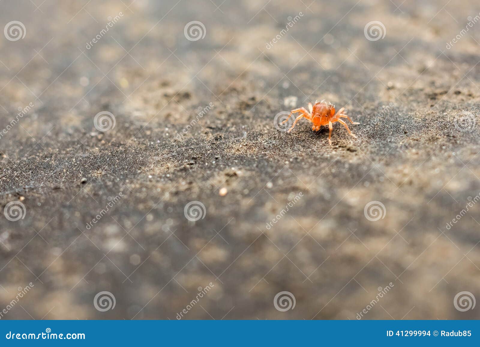 Red Baby Spider stock photo. Image of tiny, predator - 41299994