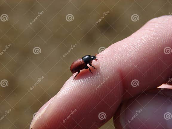 Red back beetle stock image. Image of outdoors, closeup - 697479