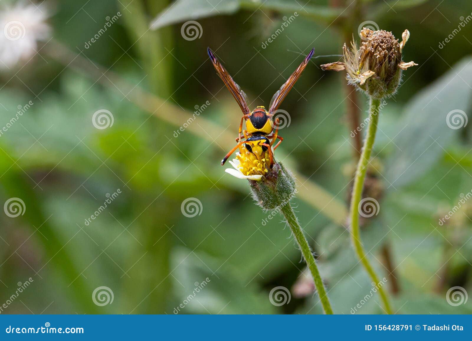 Esuriens Stock Photos - Free & Royalty-Free Stock Photos from Dreamstime