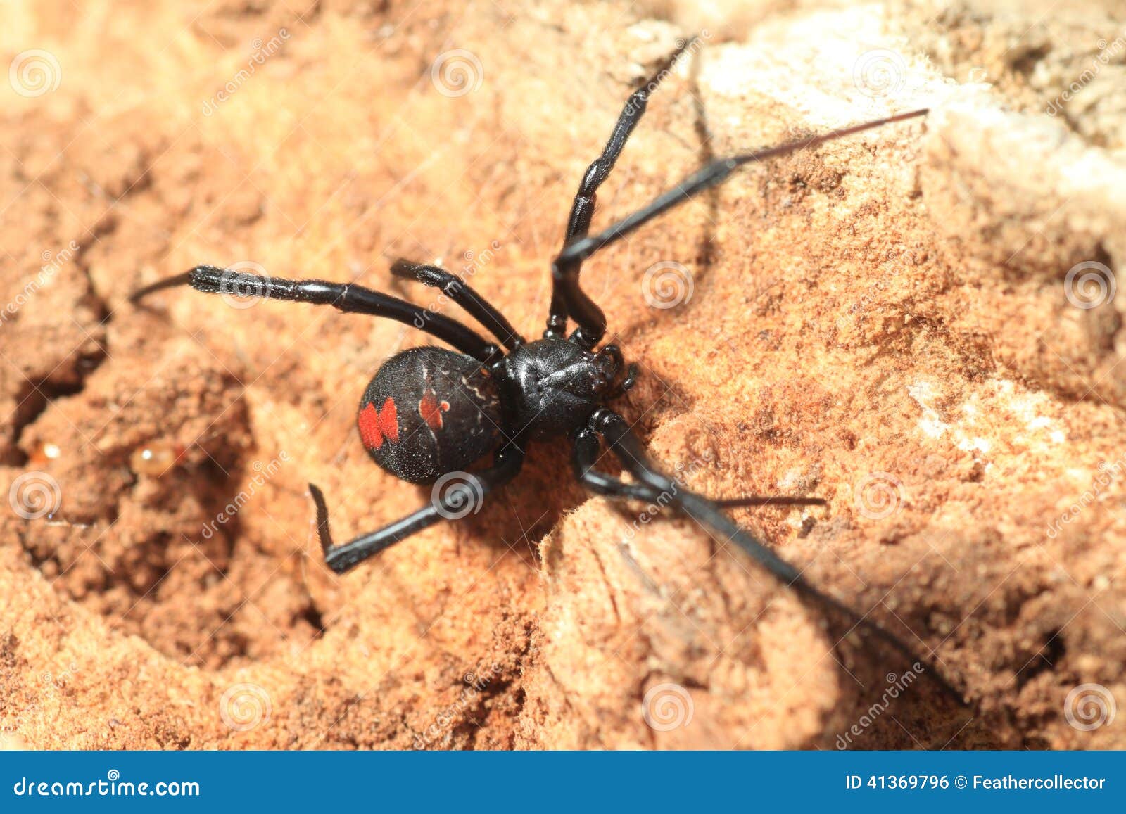 Red-back widow spider stock photo. Image of back, hasseltii - 41369796