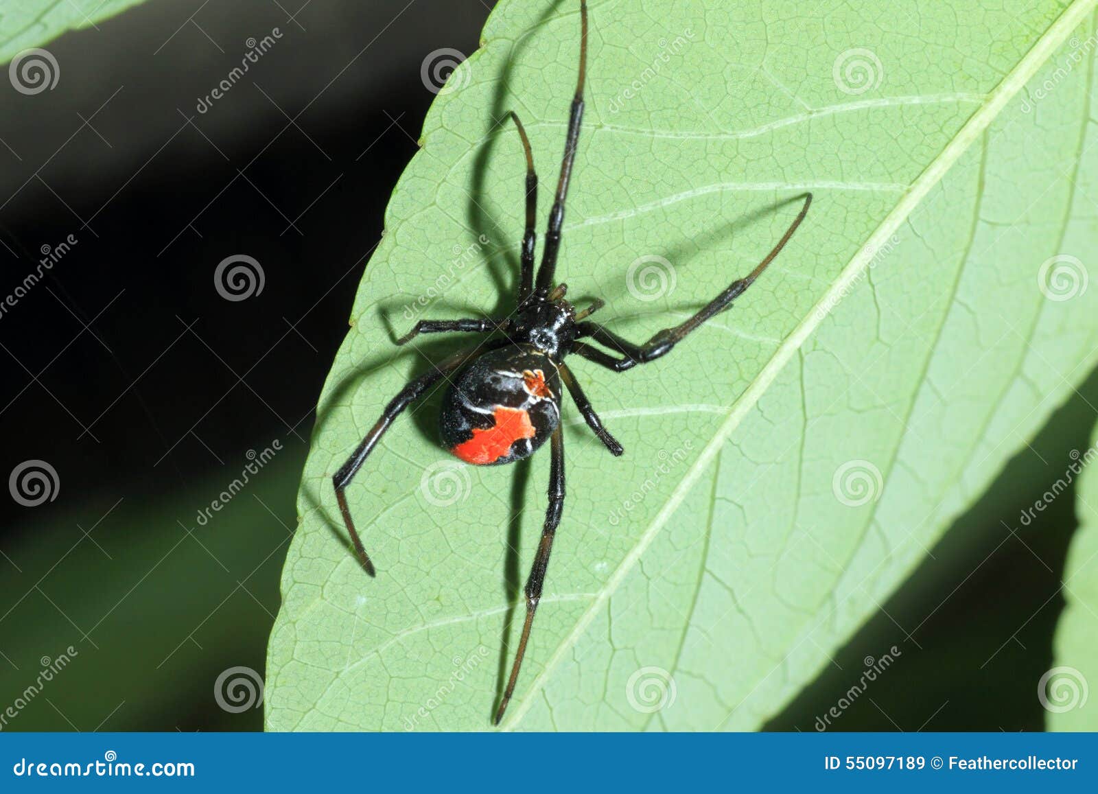 Red-back widow spider stock image. Image of spider, australia - 55097189