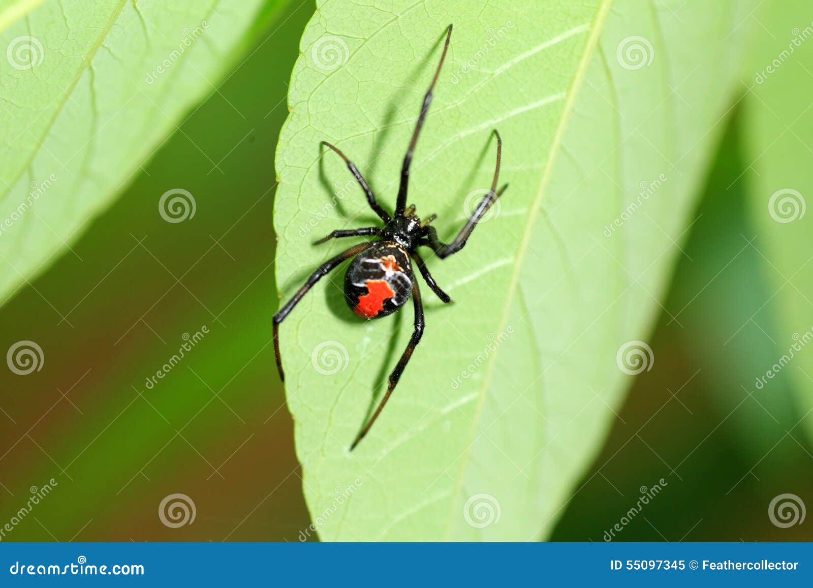 Red-back widow spider stock image. Image of araneae, nature - 55097345