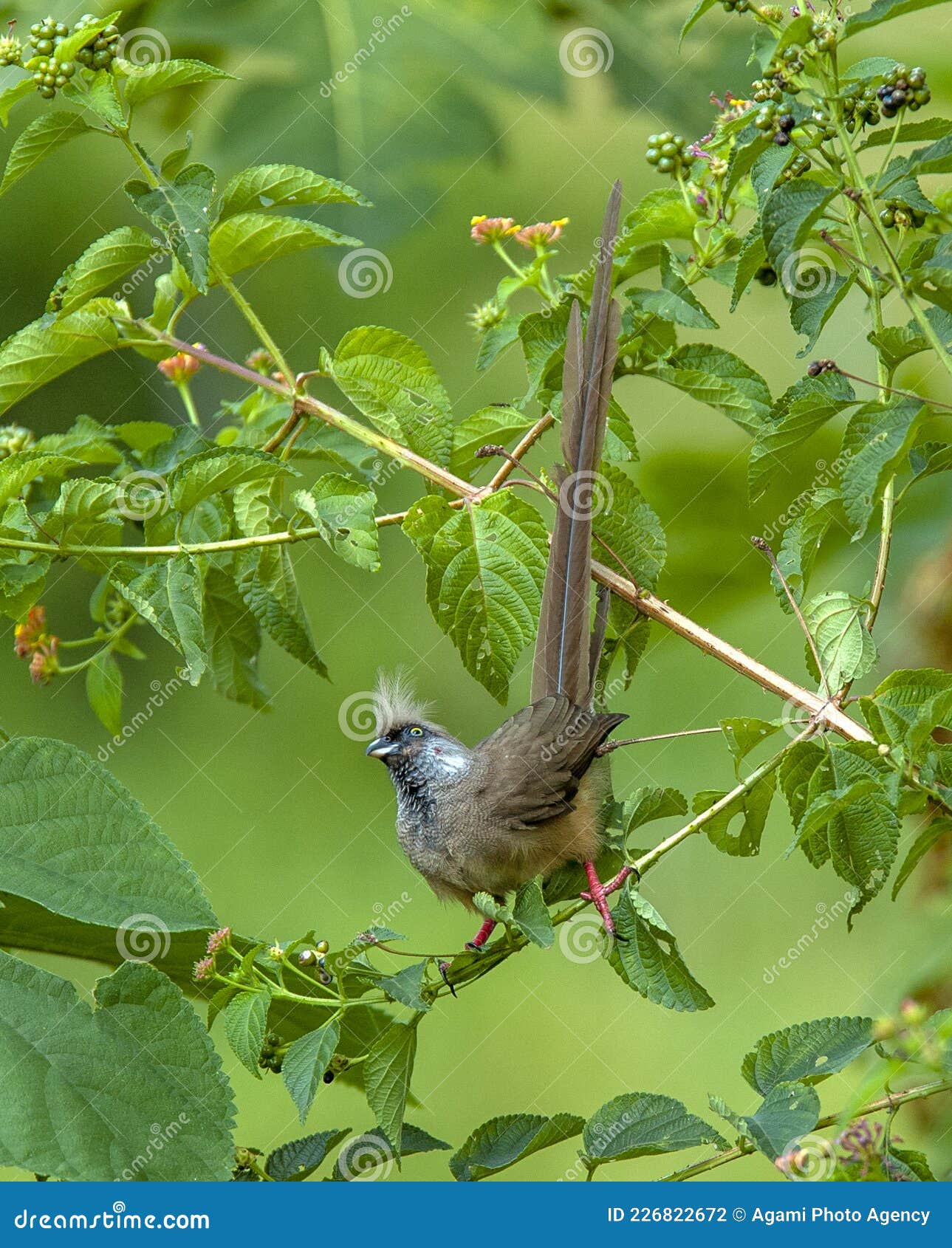 Red-backed Mousebird, Colius Castanotus Stock Photo - Image of ...