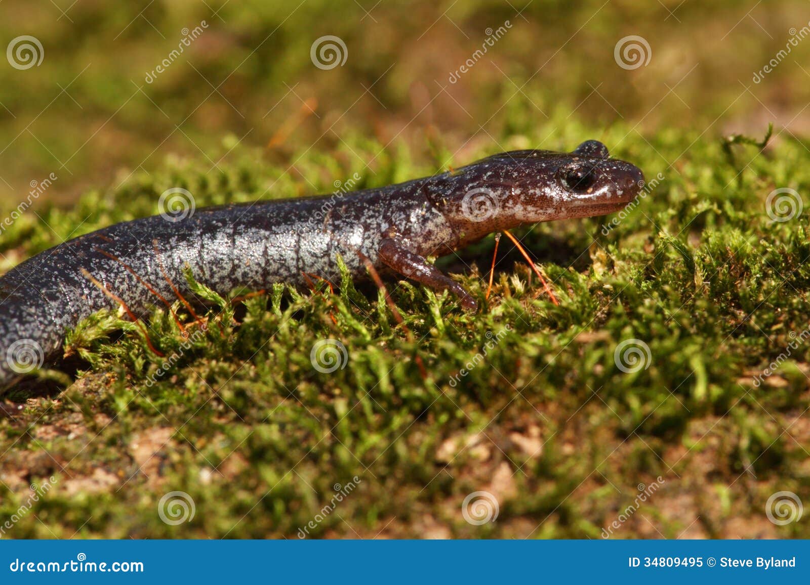 Red-backed Salamander (Plethodon Cinereus) Stock Image - Image of wild ...