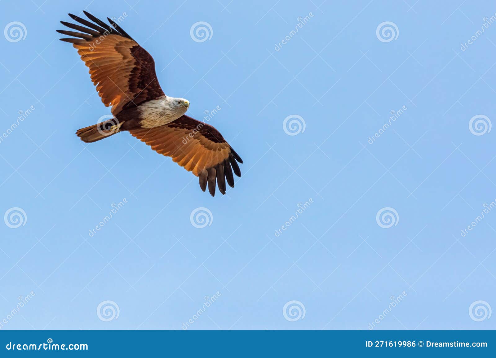 A Red Backed Sea Eagle Flying Stock Photo - Image of prey, flight ...