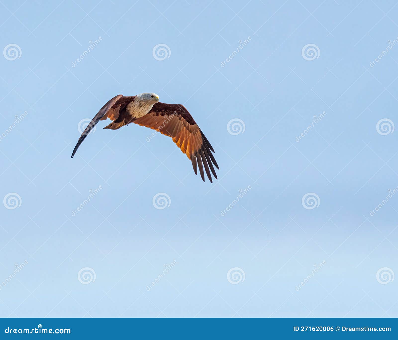 A Red Backed Sea Eagle Flying Stock Photo - Image of majestic, nature ...