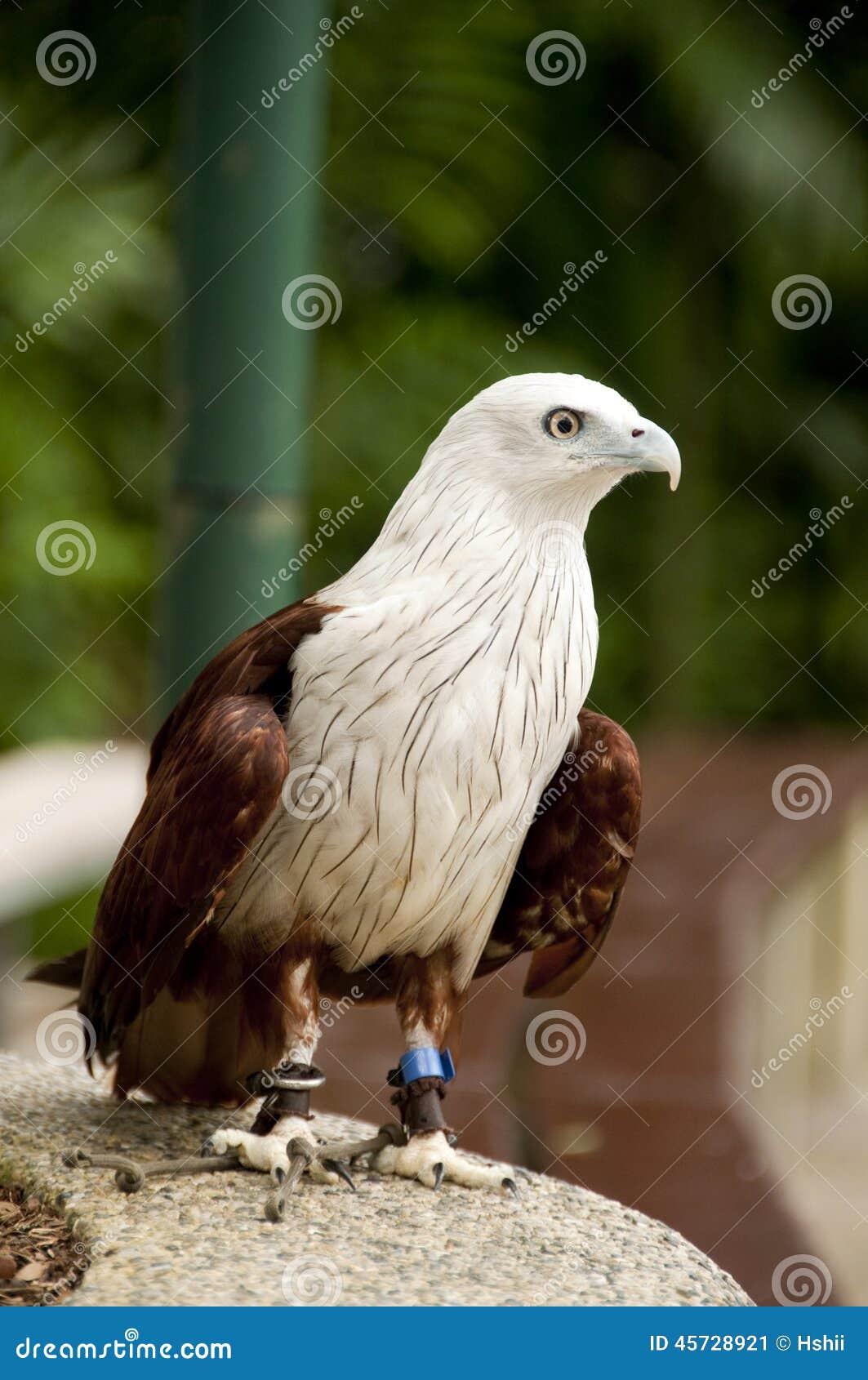 Red-Backed Sea Eagle stock image. Image of prey, animal - 45728921