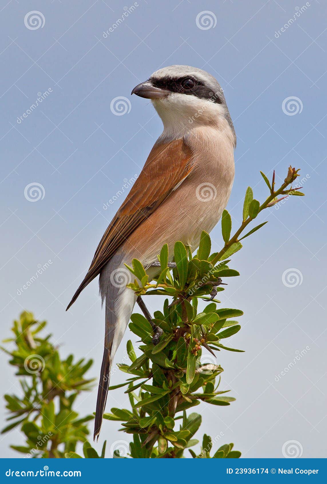 Red-backed Shrike stock photo. Image of migratory, butcher - 23936174