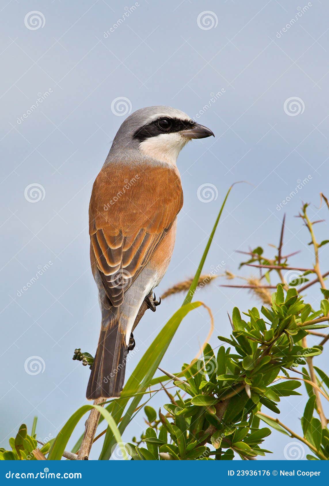 Red-backed Shrike stock photo. Image of predator, branch - 23936176
