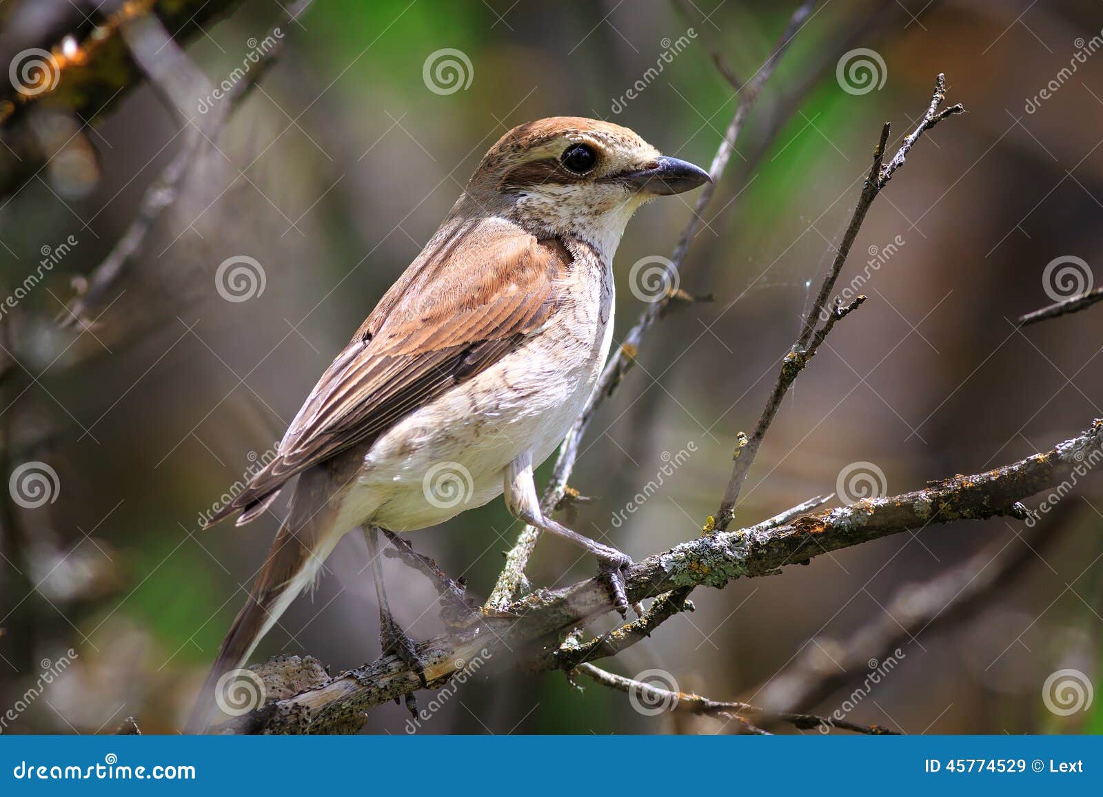 Red-backed Shrike in the Foliage of a Tree. Stock Image - Image of ...