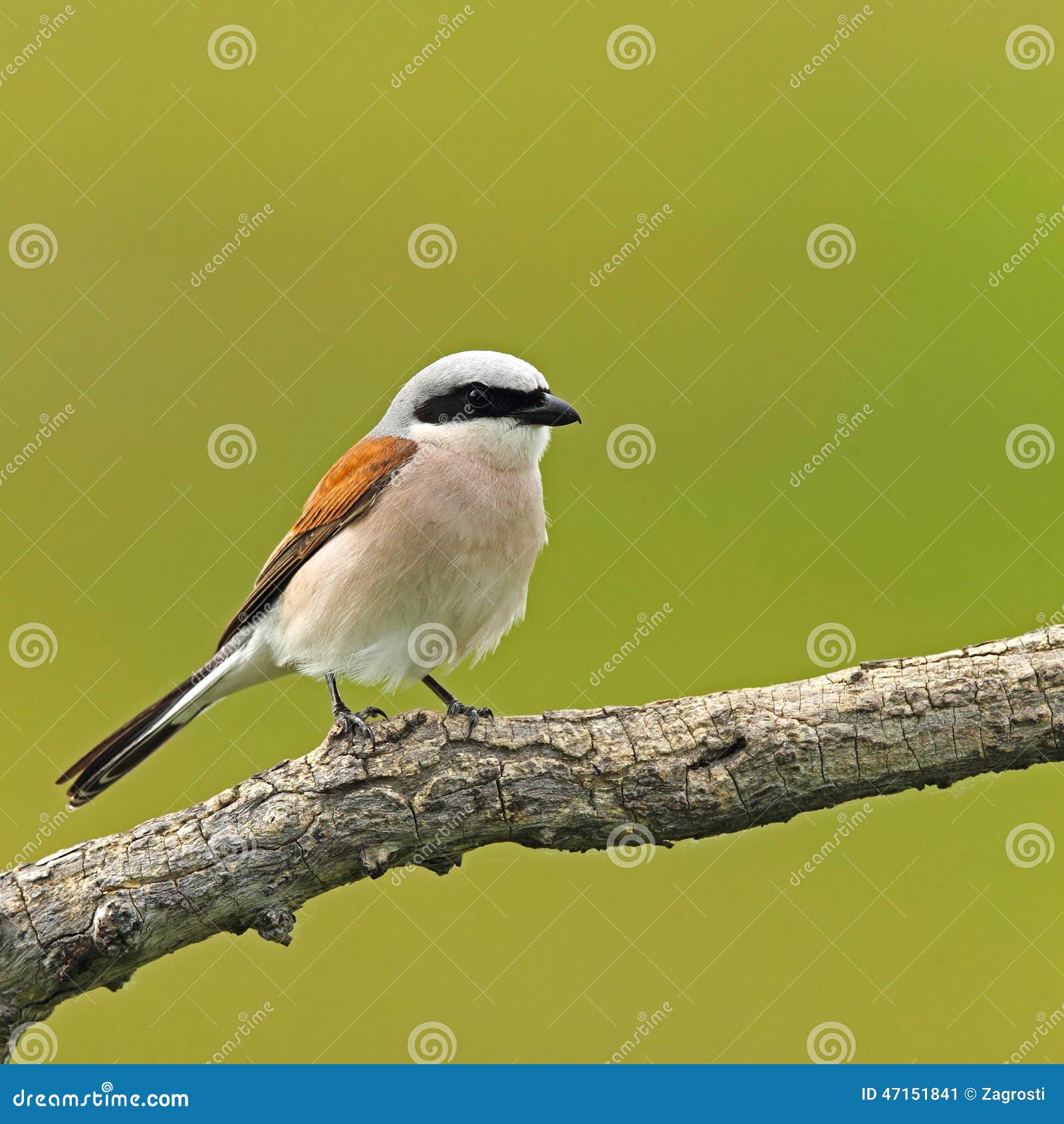 Red backed Shrike stock image. Image of european, beauty - 47151841