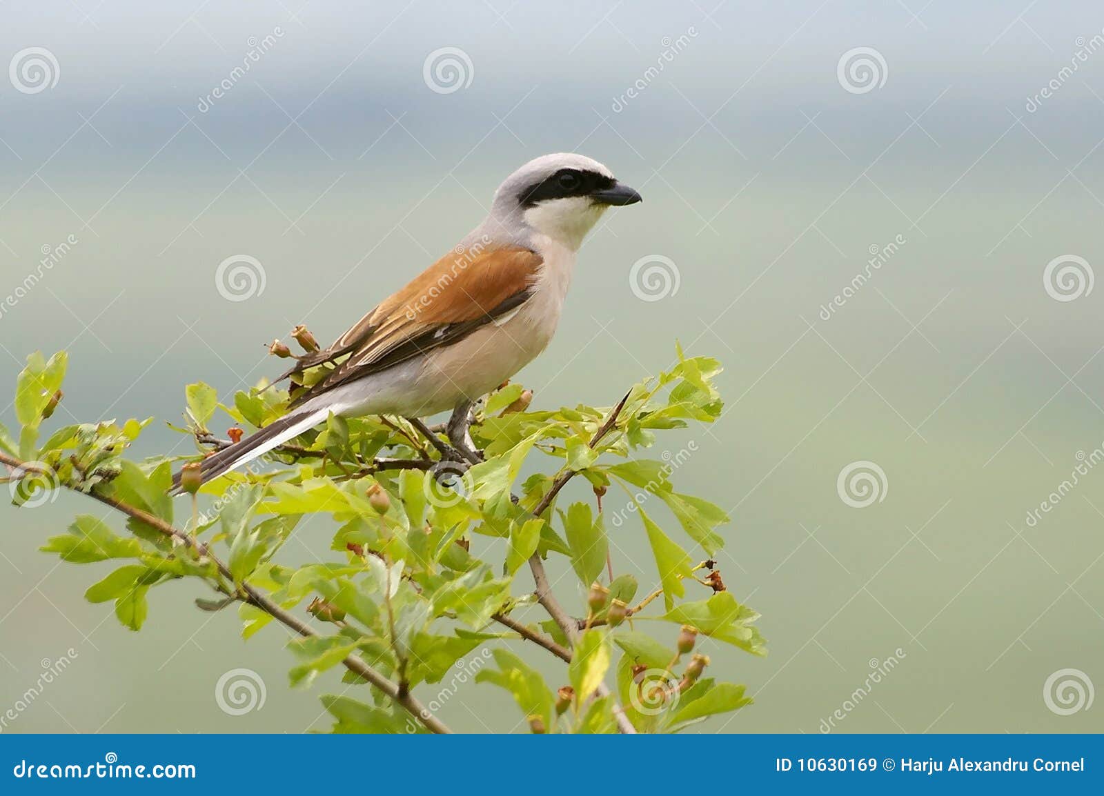 Red backed shrike - male stock image. Image of birds - 10630169