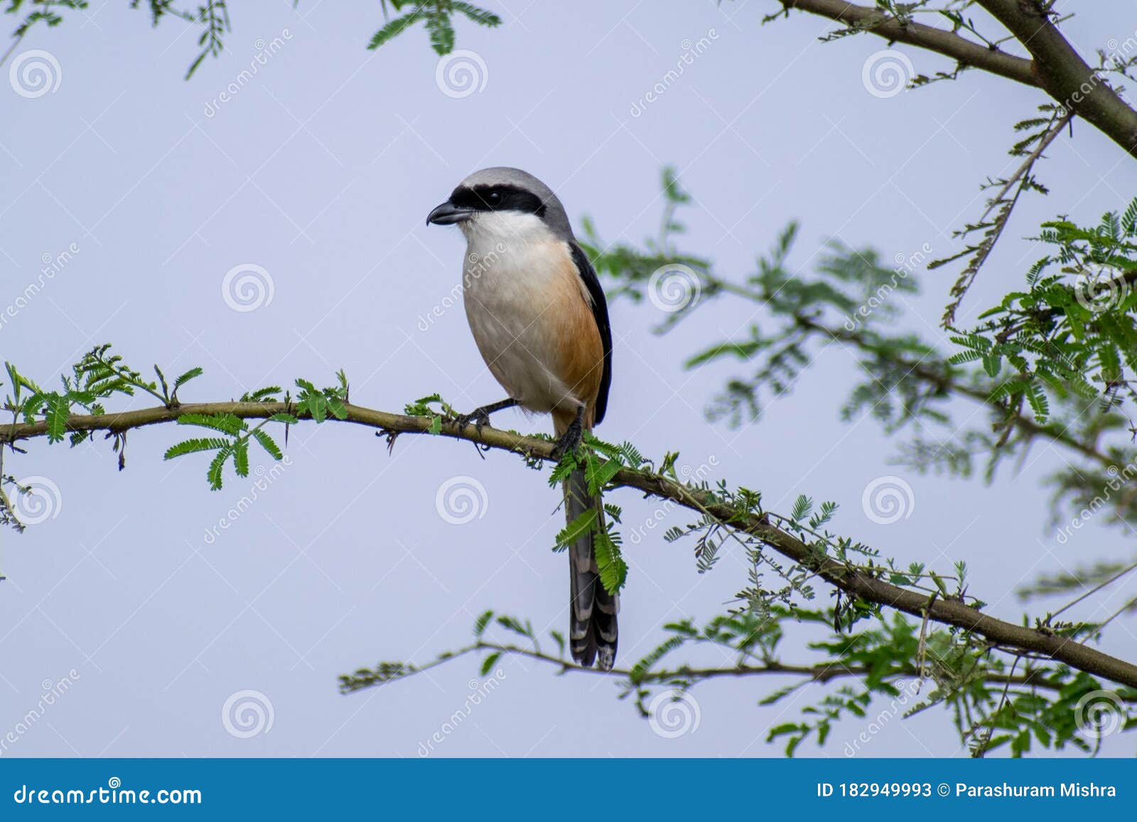 Red Backed Shrike on tree stock image. Image of branch - 182949993
