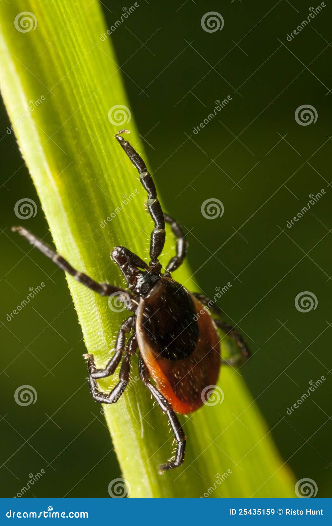 Red Backed Tick on Green Leaf Stock Image - Image of stalk, small: 25435159