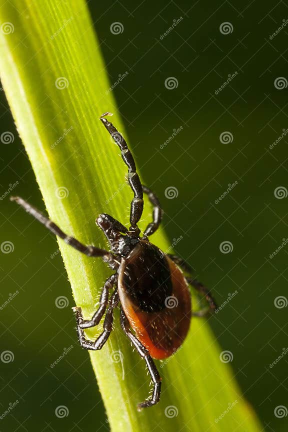 Red Backed Tick on Green Leaf Stock Image - Image of stalk, small: 25435159