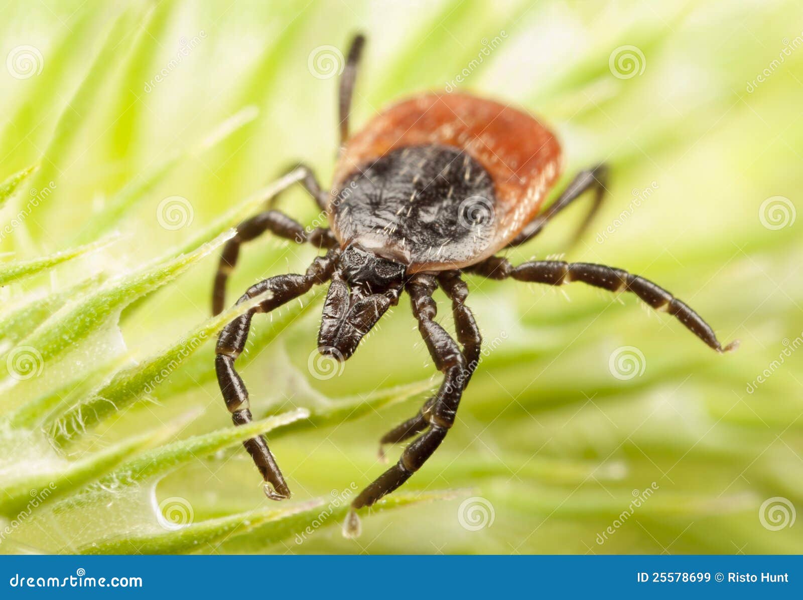 Red Backed Tick on a Green Plant Stock Image - Image of ixodidae ...