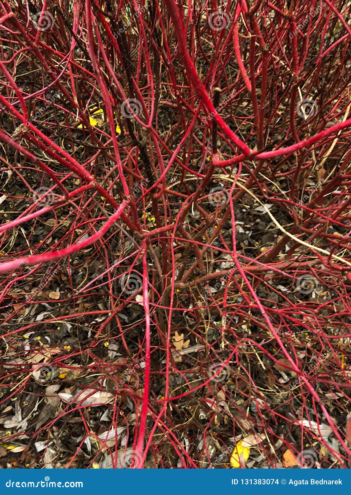 Red Background Trees Branches Stock Photo - Image of blur, plant: 131383074