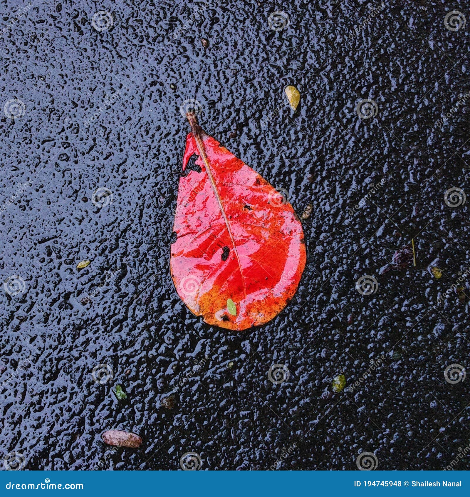 Red Badam Leaf stock photo. Image of abstract, black - 194745948