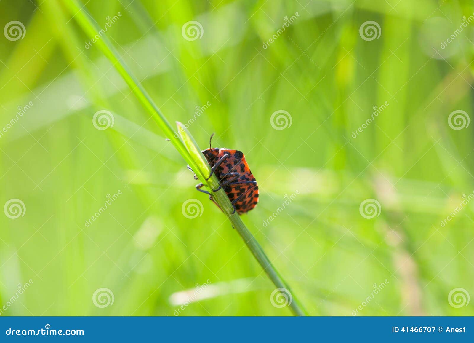 Red Bag On Grass Stock Image Image Of Leaf Closeup 41466707