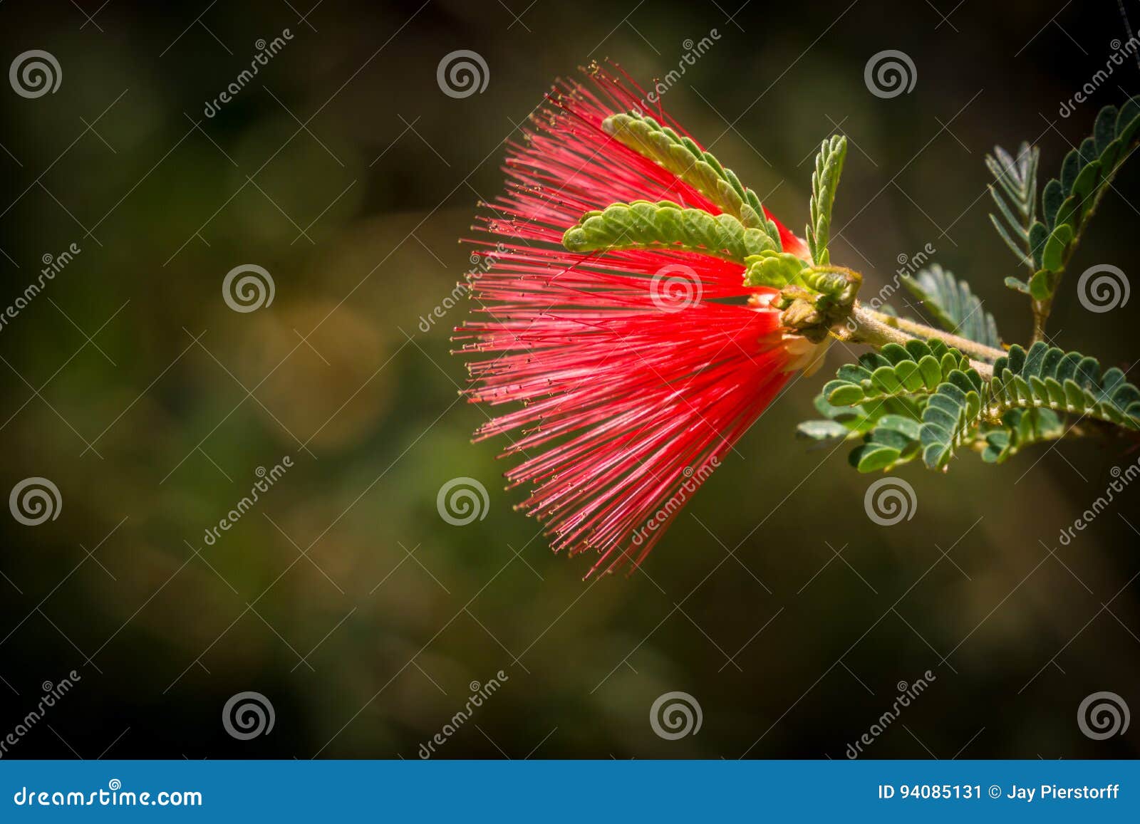 Red Baja Fairy Duster Flower Stock Image - Image of blossom, duster ...