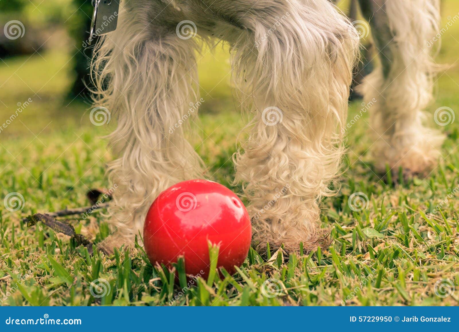 Red Ball stock photo. Image of curvy, paws, soft, puppy - 57229950