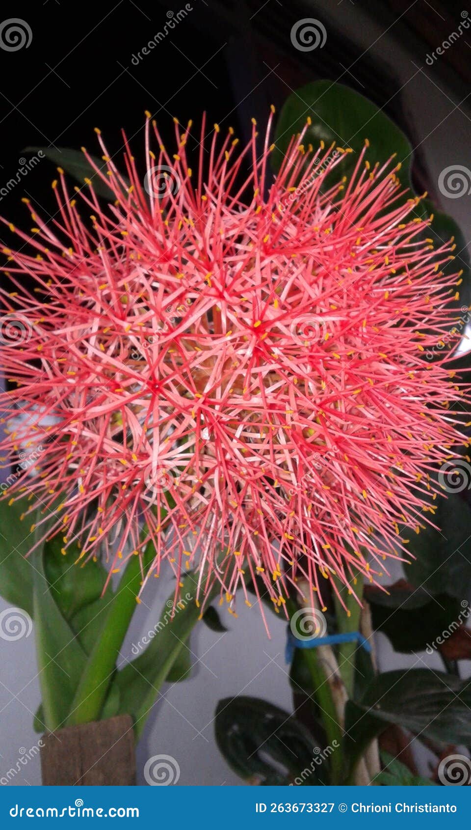 Red Ball Flower stock image. Image of yard, flower, front - 263673327