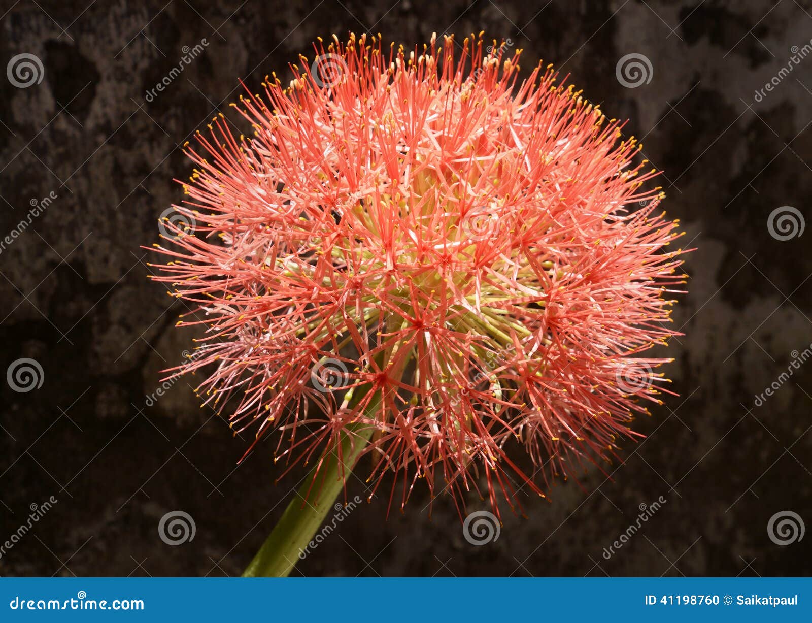 Red Ball Flower. stock photo. Image of green, orchid - 41198760