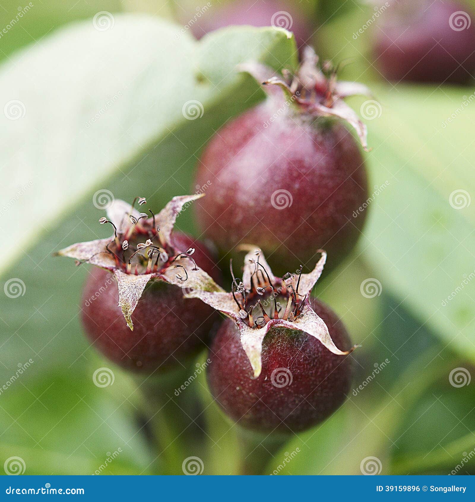 Red Ball Plant stock photo. Image of plant, burgundy - 39159896