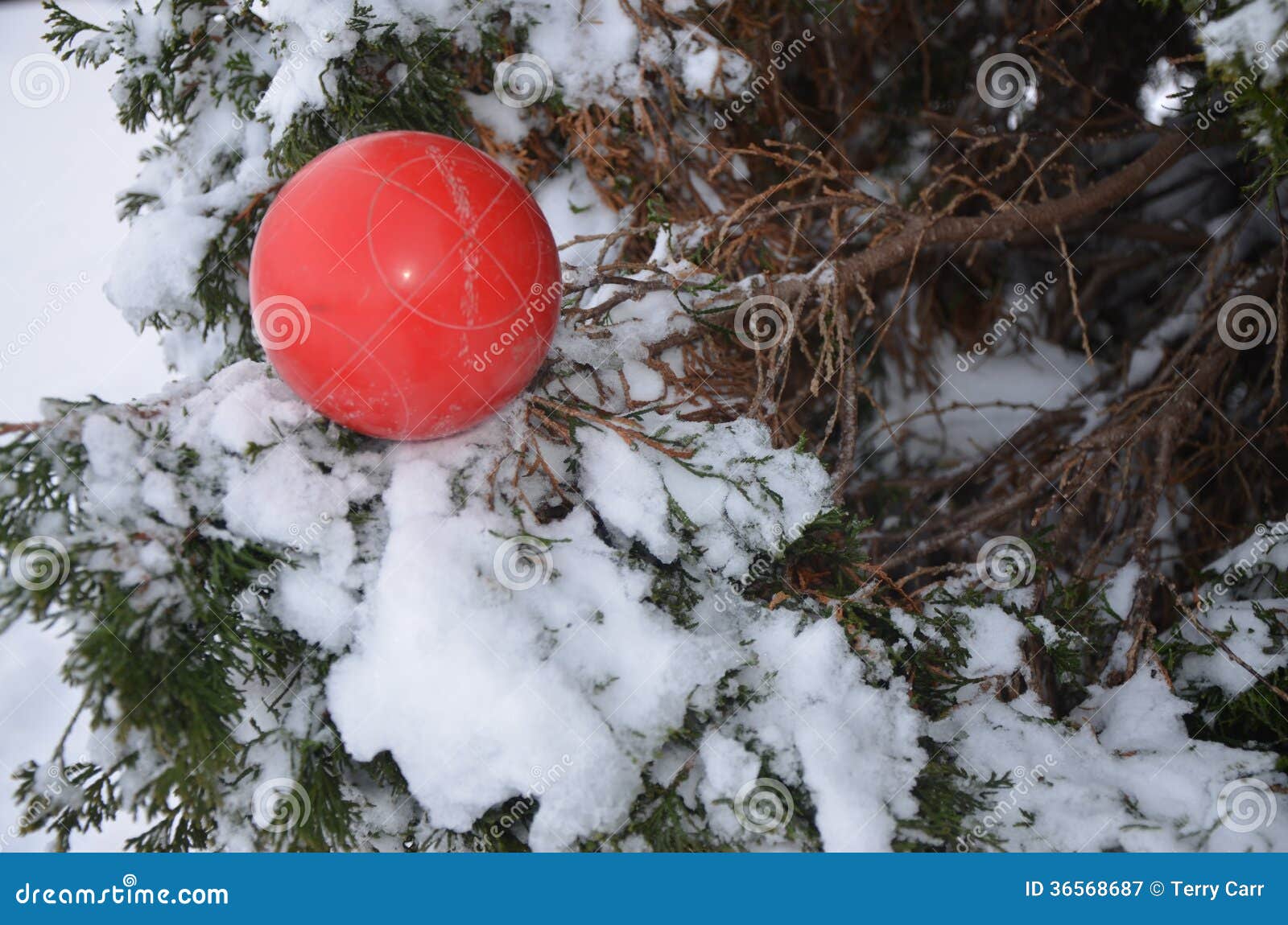 Red Ball Sitting in Tree with Snow Stock Image - Image of branches ...